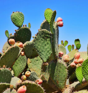 Los Bravos Decatur – Decatur Georgia